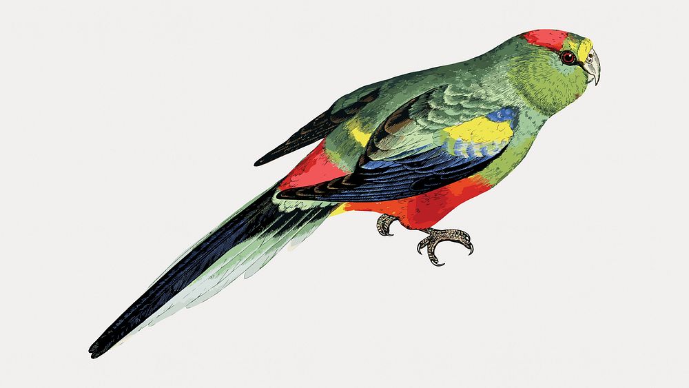 Vintage bird many-coloured parakeet, vector | Free Vector - rawpixel