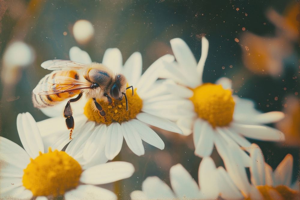 Bee daisy flower invertebrate pollination. | Free Photo - rawpixel