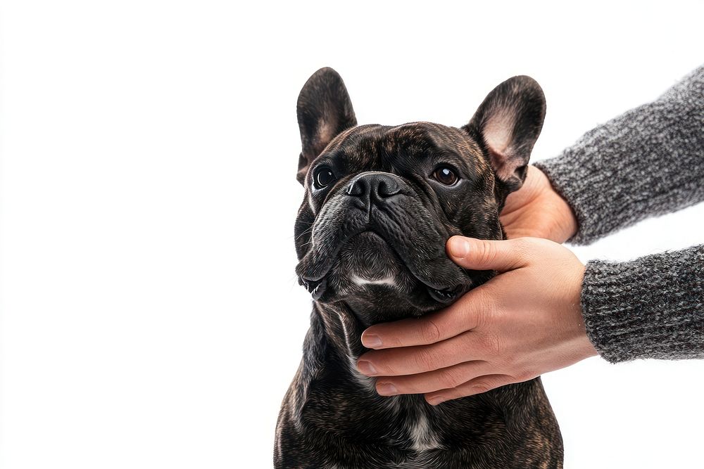 Hands petting bulldog animal affectionate | Free Photo - rawpixel