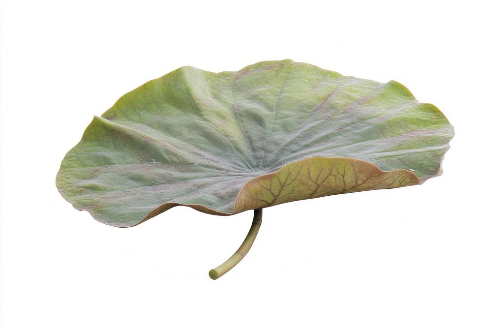 lotus leave swamp isolated plant | Free Photo - rawpixel