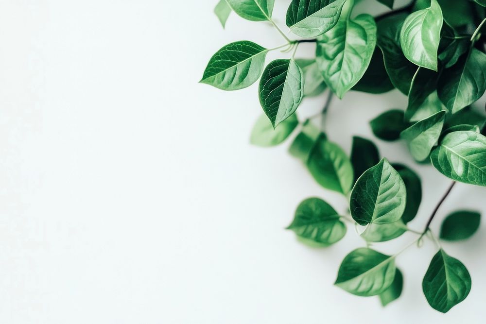 Lush green leaves tree branch | Free Photo - rawpixel