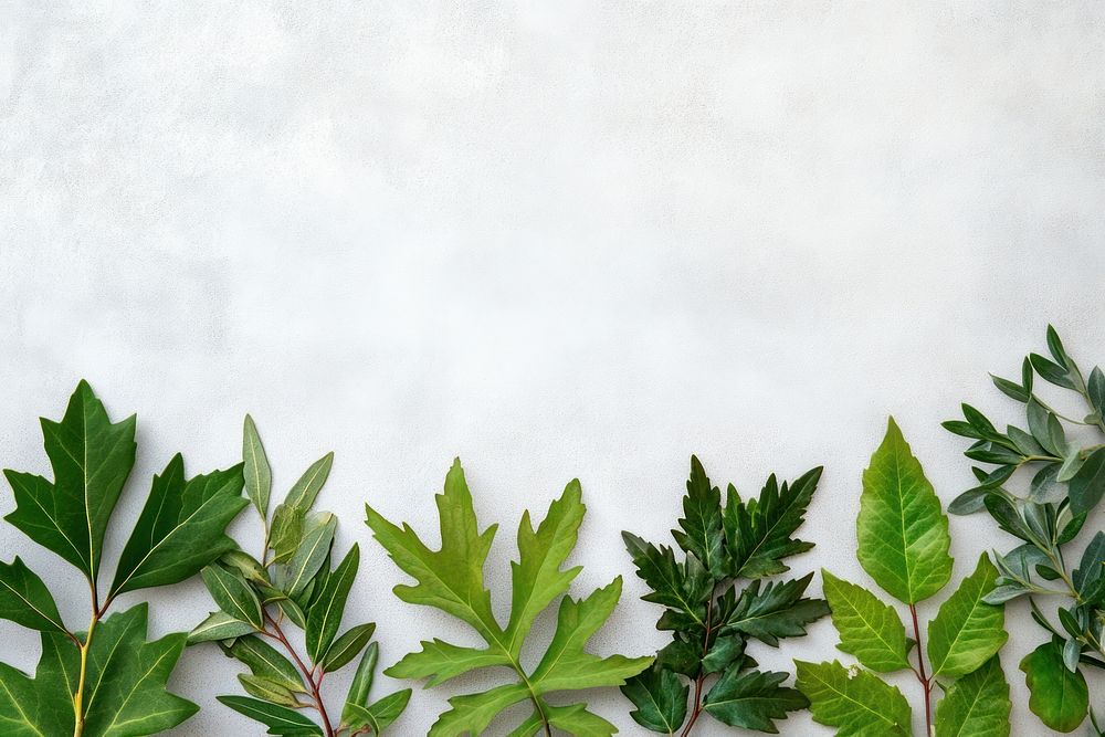 Marijuana Border Images | Free Photos, PNG Stickers, Wallpapers ...