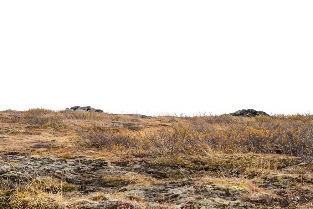 Barren tundra sparse vegetation outdoors | Free Photo - rawpixel