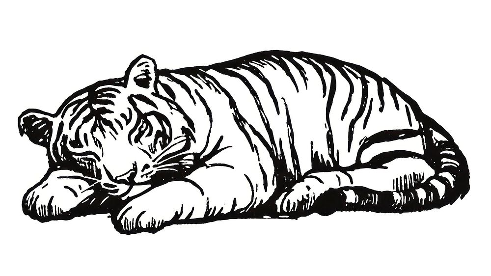 Tiger sleep sketch wildlife drawing. | Free Photo Illustration - rawpixel