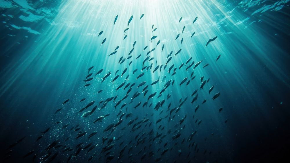 Herring fish school underwater aquatic | Free Photo - rawpixel