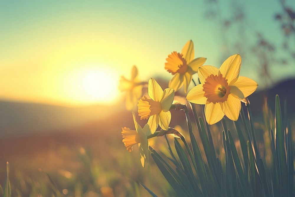 Close yellow Daffodils daffodils scenery | Free Photo - rawpixel