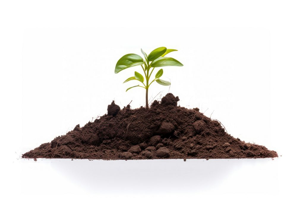 Stack soil small plant sprout | Free Photo - rawpixel