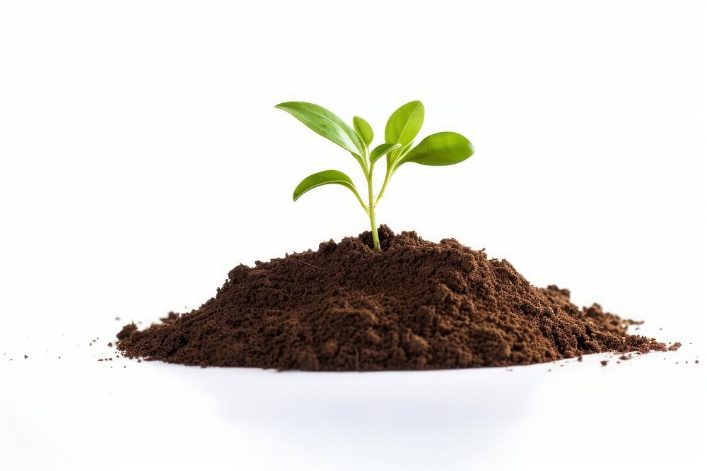 Stack soil small plant sprout | Free Photo - rawpixel