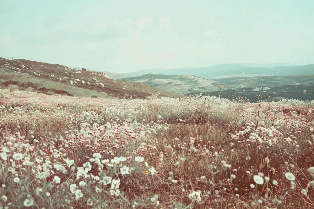 Spring flower hills flowers countryside | Free Photo - rawpixel