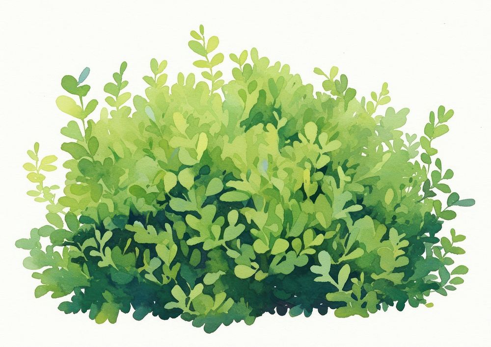 Boxwood Shrub art illustration watercolor. | Free Photo Illustration ...