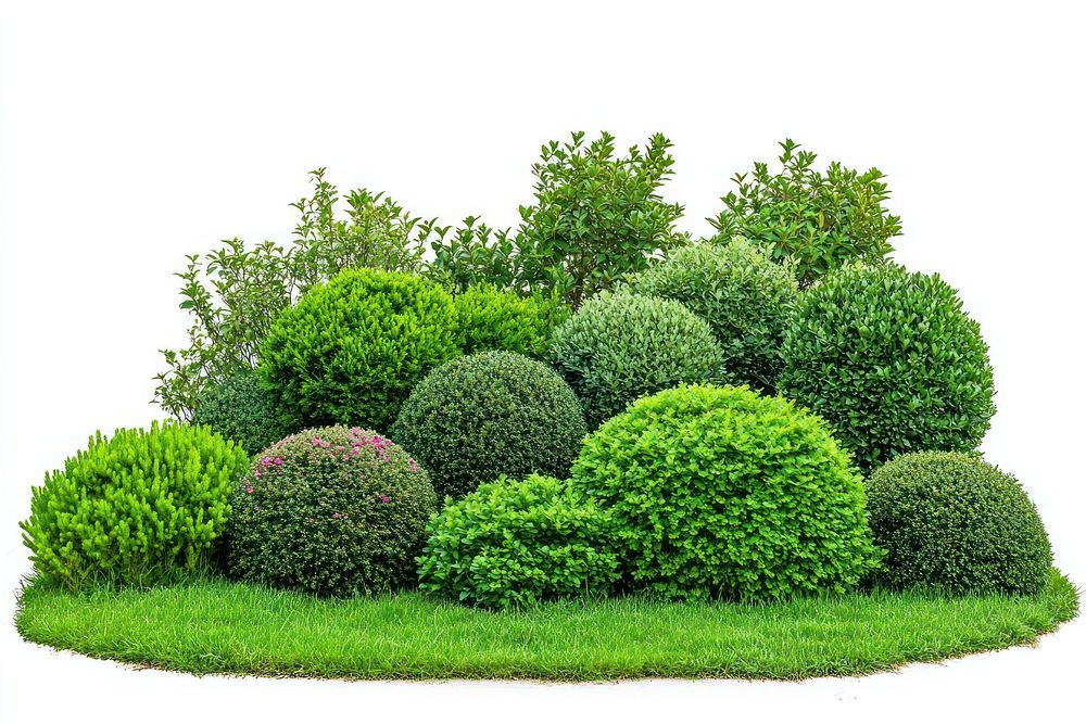 Hedges bush outdoors garden. | Free Photo - rawpixel
