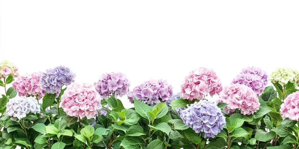 Hydrangeas flowers nature plants. | Free Photo - rawpixel