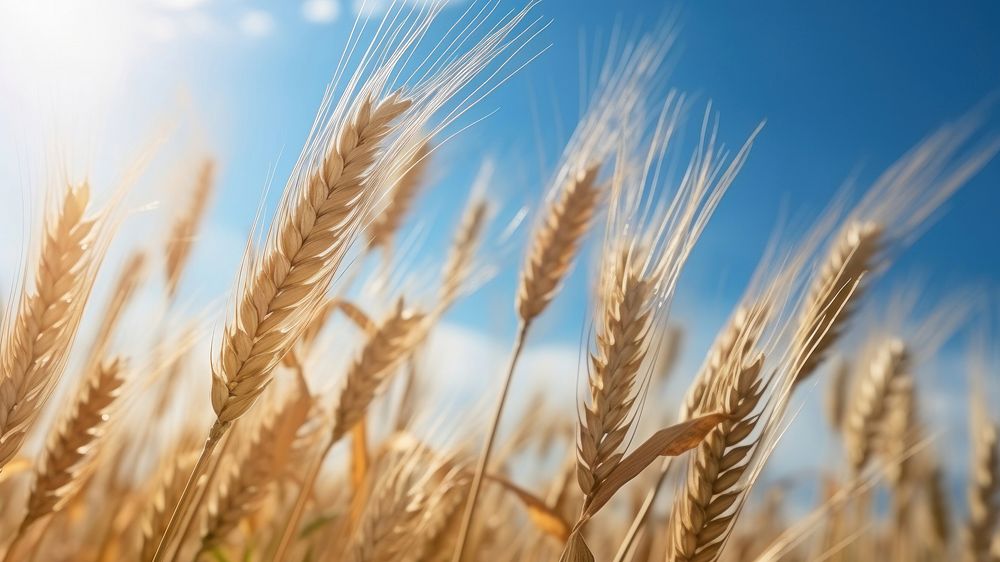 Wheat wheat sky agriculture. | Free Photo - rawpixel