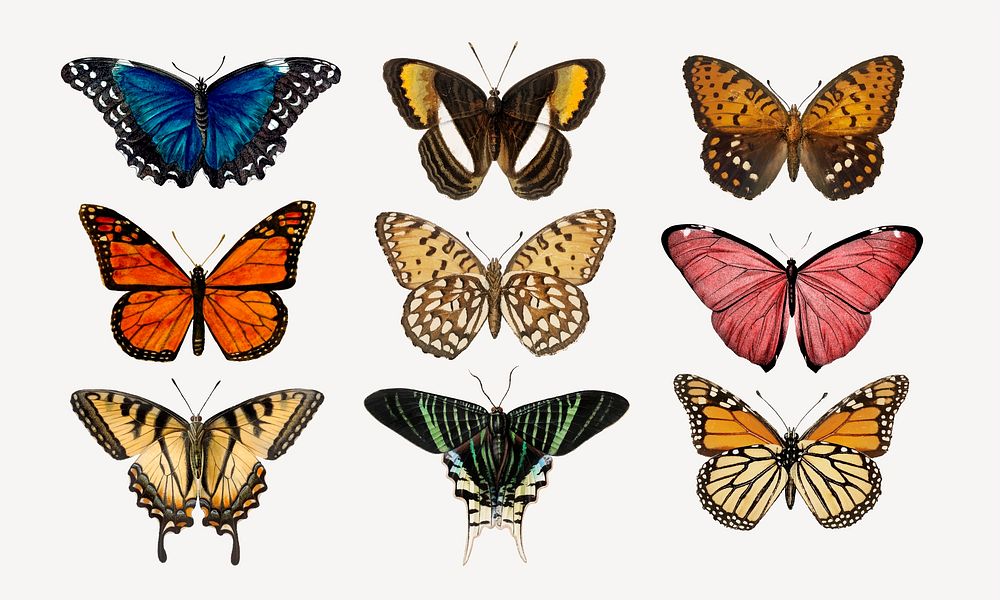 Colorful butterflies grid. Butterflies vibrant | Free Vector - rawpixel