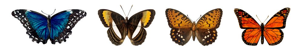 Colorful butterflies row. Vibrant butterflies | Free Vector - rawpixel