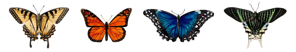 Colorful butterflies row. Vibrant butterflies | Free Vector - rawpixel