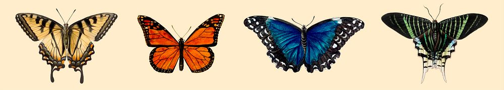 Colorful butterflies row: yellow butterfly, | Free Vector - rawpixel