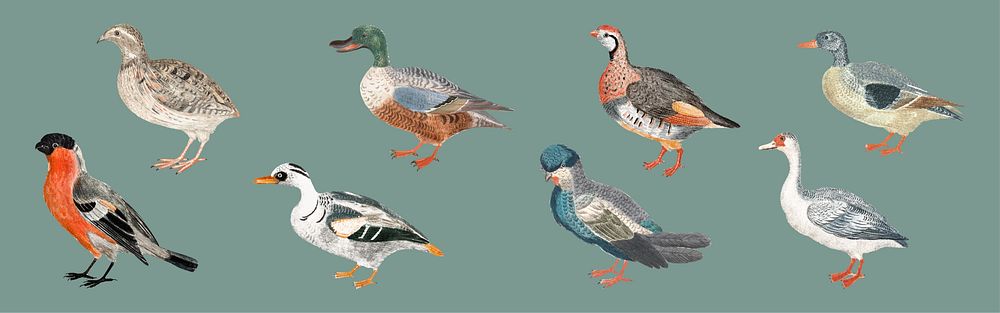 Illustration various birds green background. | Premium Vector - rawpixel