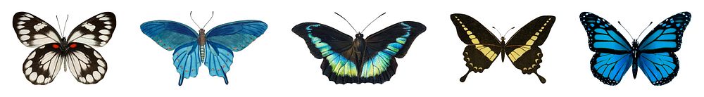 Five colorful butterflies row. Vibrant | Free Photo - rawpixel