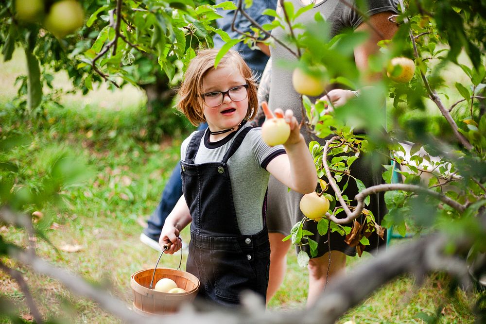Child picking apples an orchard, | Free Photo - rawpixel