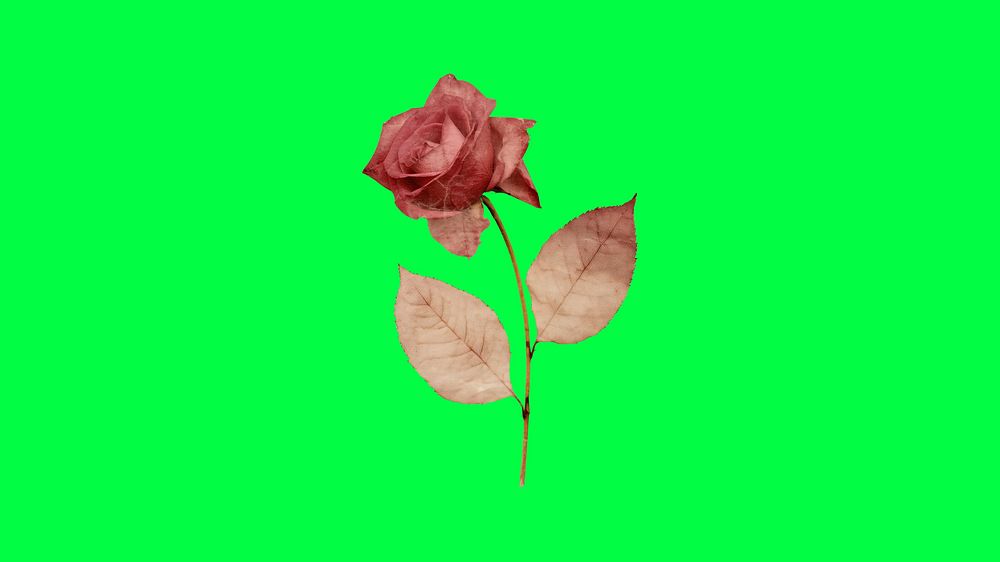 Red rose green screen background | Free Photo - rawpixel