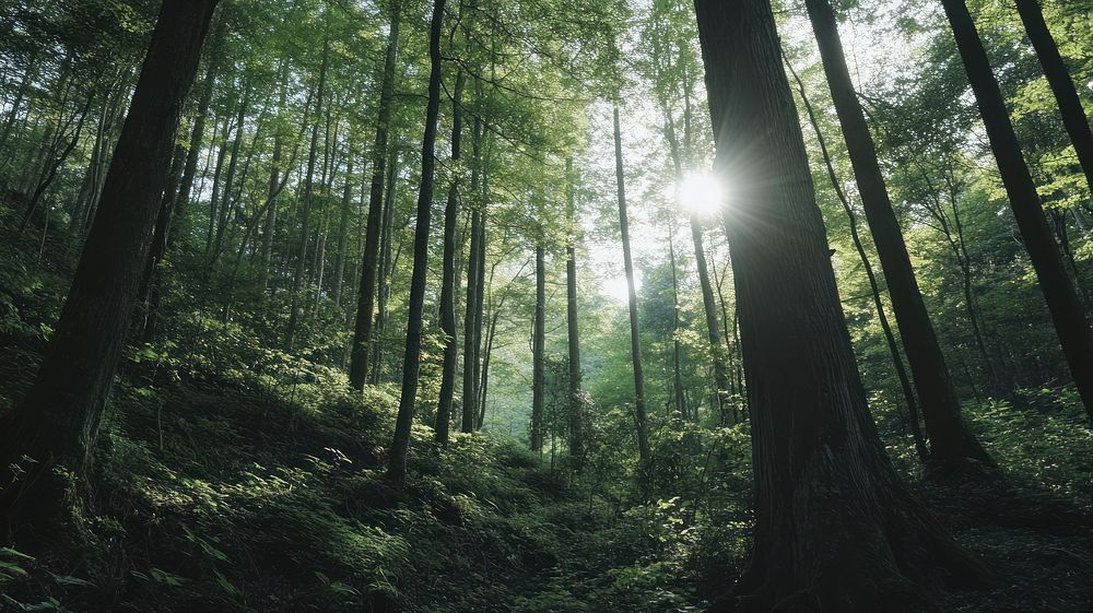 Sunlight forest trees through | Free Photo - rawpixel