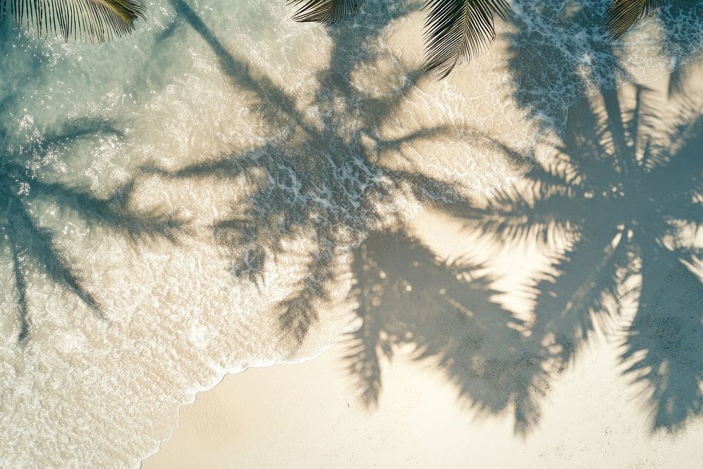 Palm trees shadows tropical beach | Free Photo - rawpixel