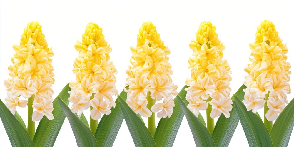 Yellow hyacinth flowers border arrangement | Free Photo - rawpixel