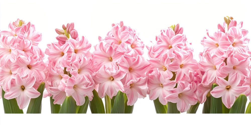 Pink hyacinth flowers border arrangement | Free Photo - rawpixel