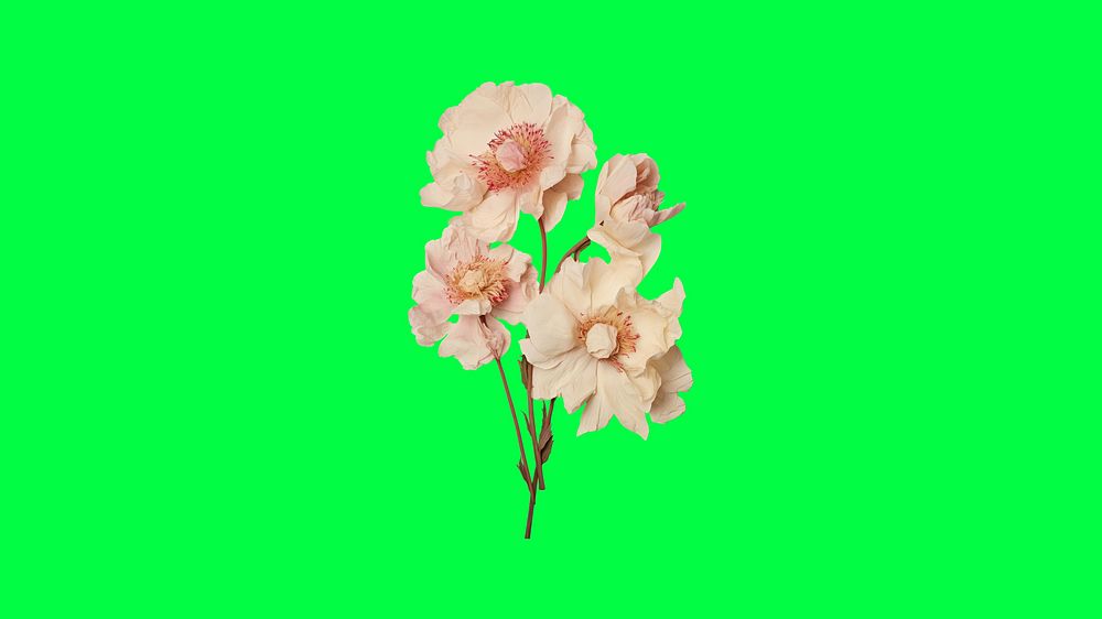 Delicate flowers green screen background | Free Photo - rawpixel
