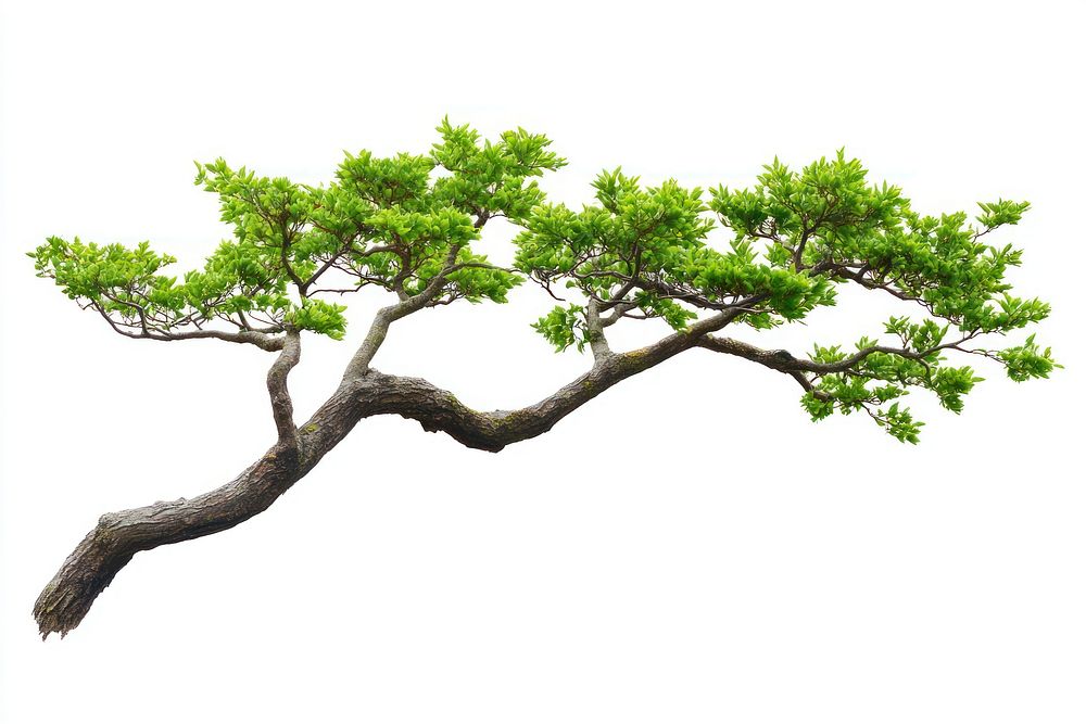 Tree branch minimalist sycamore japanese. | Free Photo - rawpixel