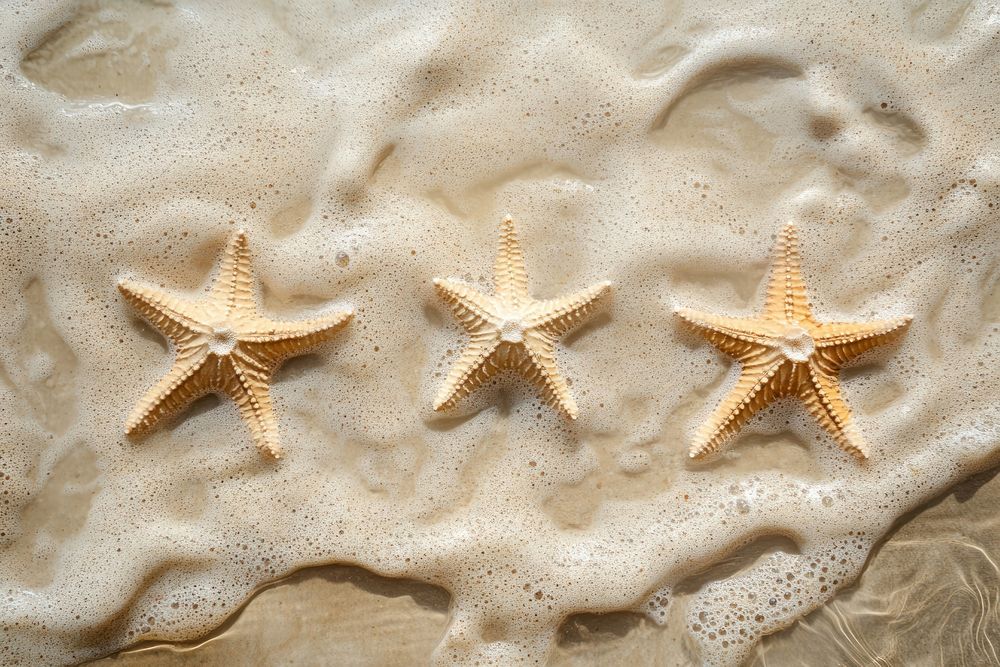 Starfish beach sand invertebrate. | Free Photo - rawpixel