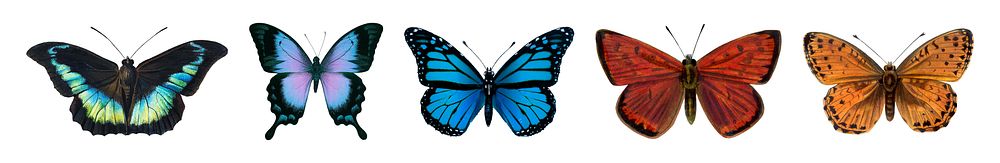Five colorful butterflies row. Vibrant | Free Photo - rawpixel