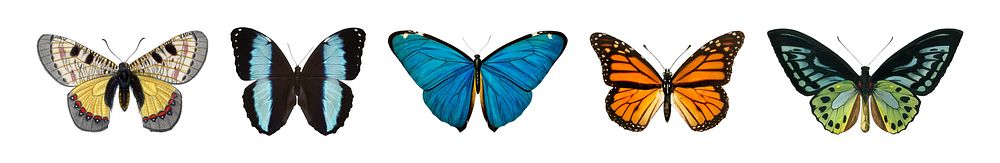 Five colorful butterflies row. Vibrant | Free Photo - rawpixel