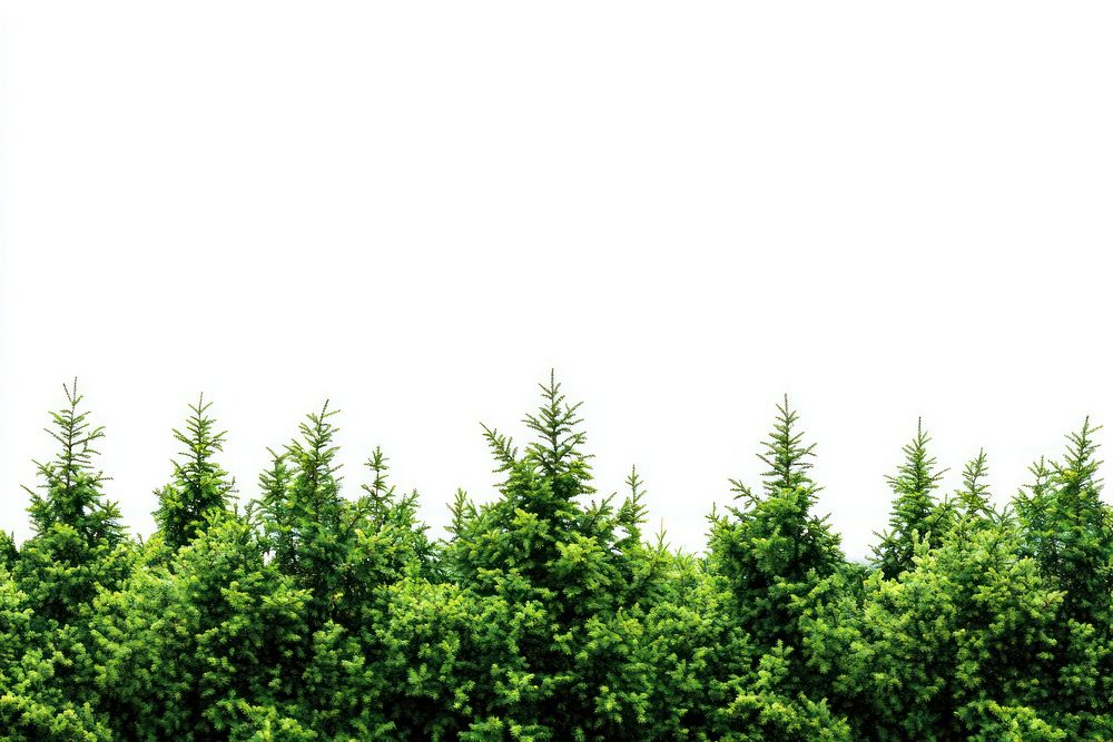 Green tree border trees nature | Free Photo - rawpixel