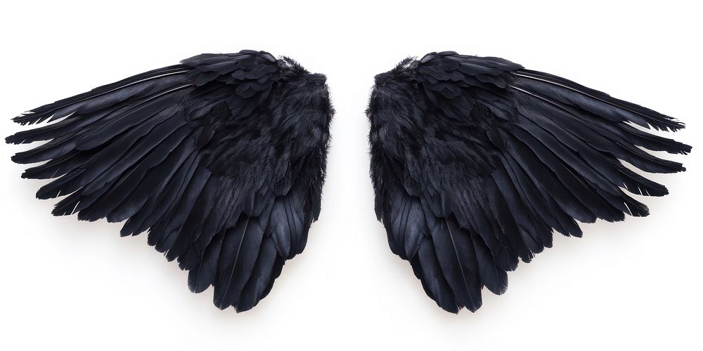 Black feather Wings feathers wings | Free Photo - rawpixel