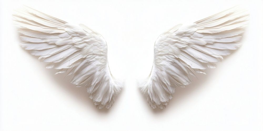 White feather Wings feathers angel | Free Photo - rawpixel