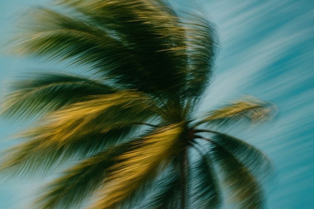 Windy Trees Wallpaper Sky Images | Free Photos, PNG Stickers, Wallpapers & Backgrounds - rawpixel