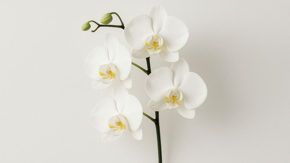 Background Theme Orchid Plant Images | Free Photos, PNG Stickers ...