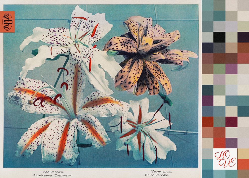 Asia Japanese Art Transparent Images | Free Photos, PNG Stickers ...