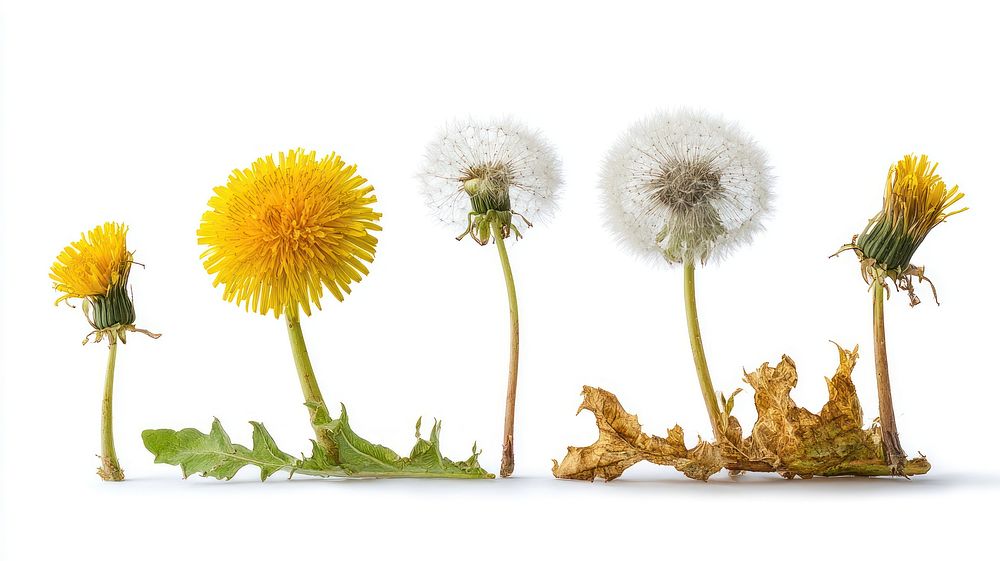 Live+desktop+wallpaper Image Nature Images | Free Photos, PNG Stickers ...