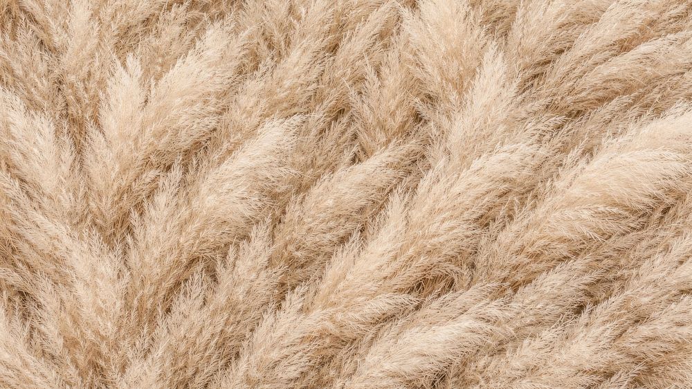 Pampa Grass Nature Design Images | Free Photos, PNG Stickers ...