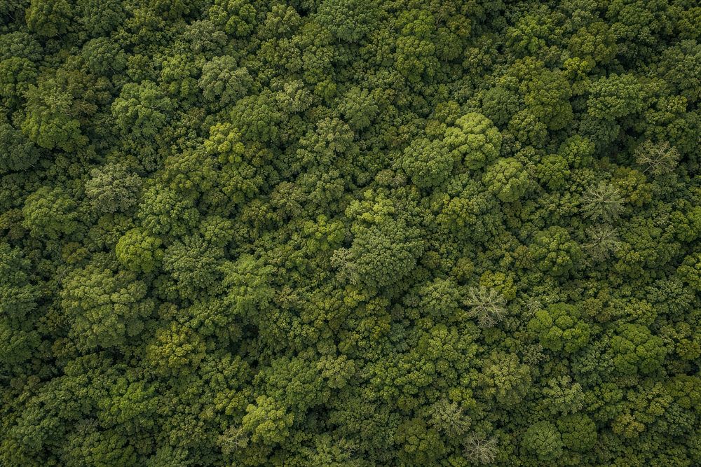 Amazone+photo Background Tree Forest Images | Free Photos, PNG Stickers ...