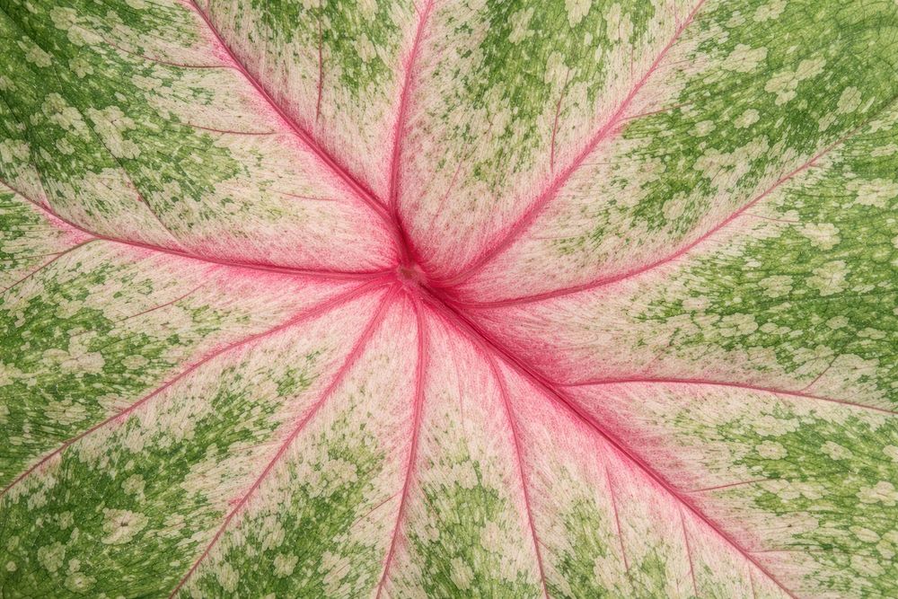 Desktop Pink Sky Wallpaper Patterns People Images | Free Photos, PNG ...