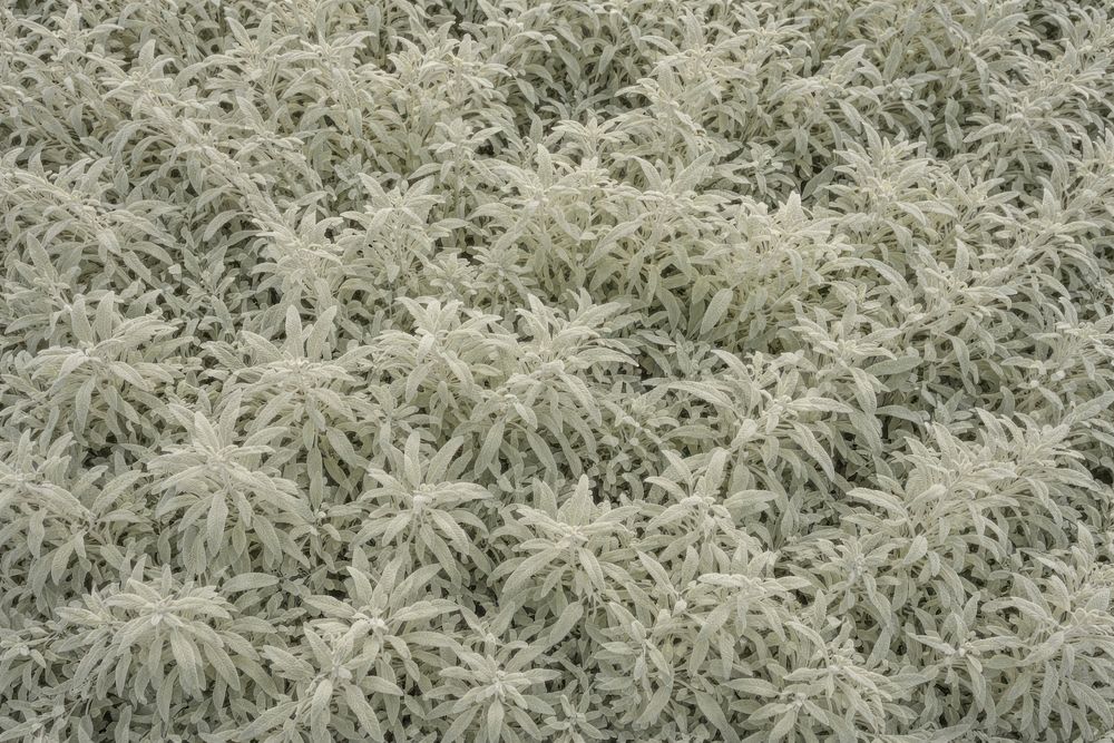 Mexican+plants Texture Images | Free Photos, PNG Stickers, Wallpapers ...