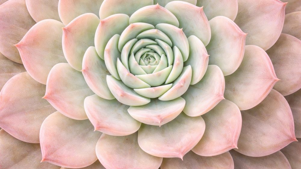 Wallpaper For Ladies Plant JPG Texture Images | Free Photos, PNG ...