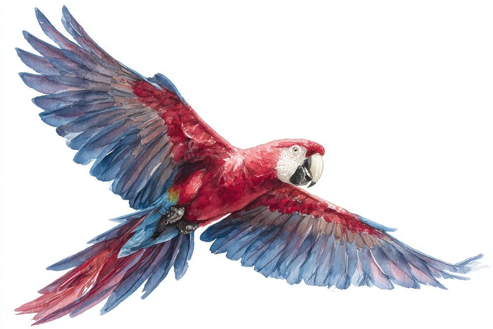 Parrot Watercolour Wildlife Images | Free Photos, PNG Stickers ...