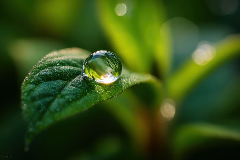 Big+natural Plant Images | Free Photos, PNG Stickers, Wallpapers ...