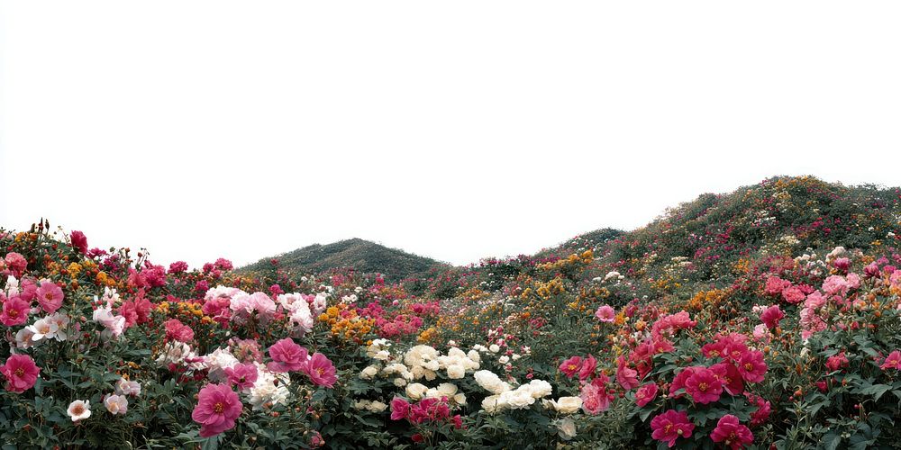 Nature Panorama JPEG Scenery Images | Free Photos, PNG Stickers ...