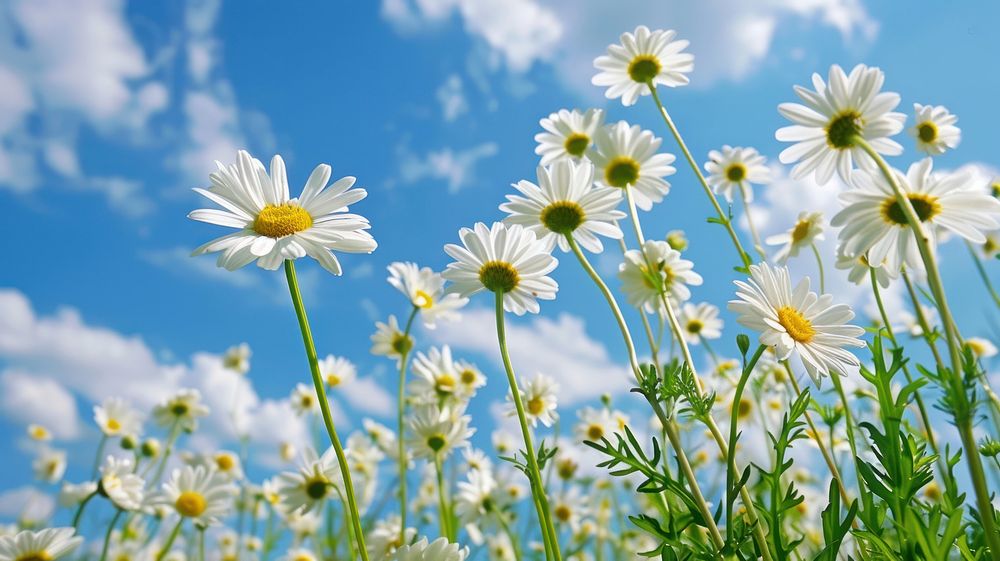 Summer+nature+desktop+backgrounds Wallpaper Images | Free Photos, PNG ...